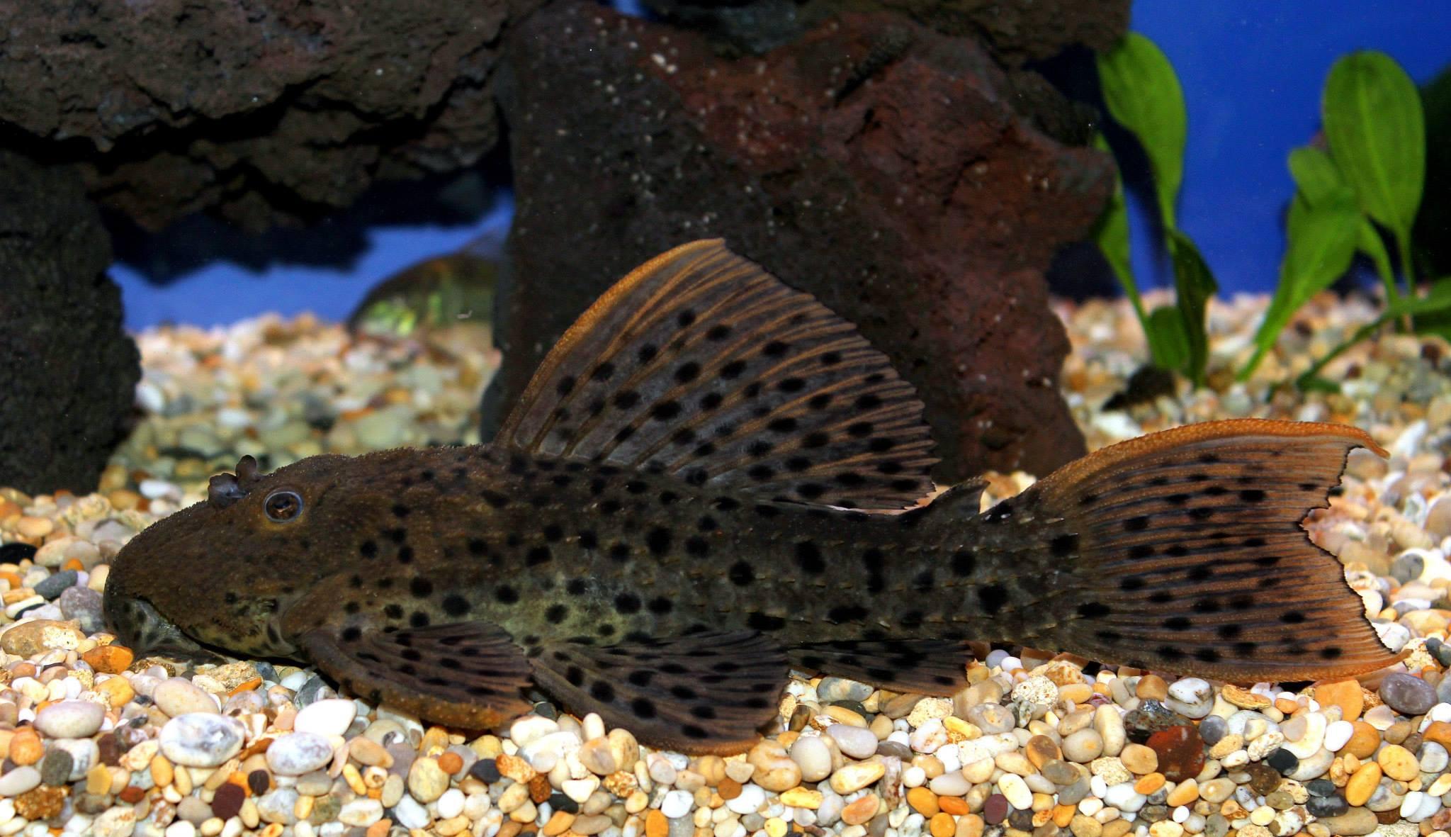 橘邊坦克異形 9-10公分*單隻 蘇氏水族