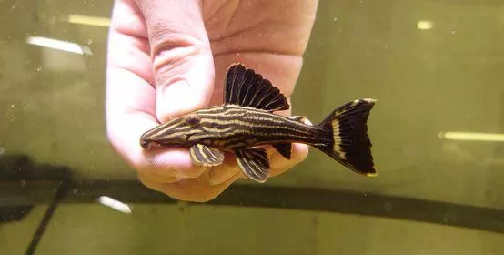 我們推薦必買(進階) ★水魚水族